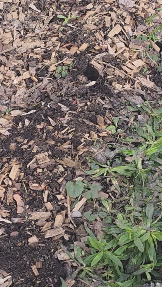 Тюльпаны от голландского фермера на московских плантациях и первые цветы