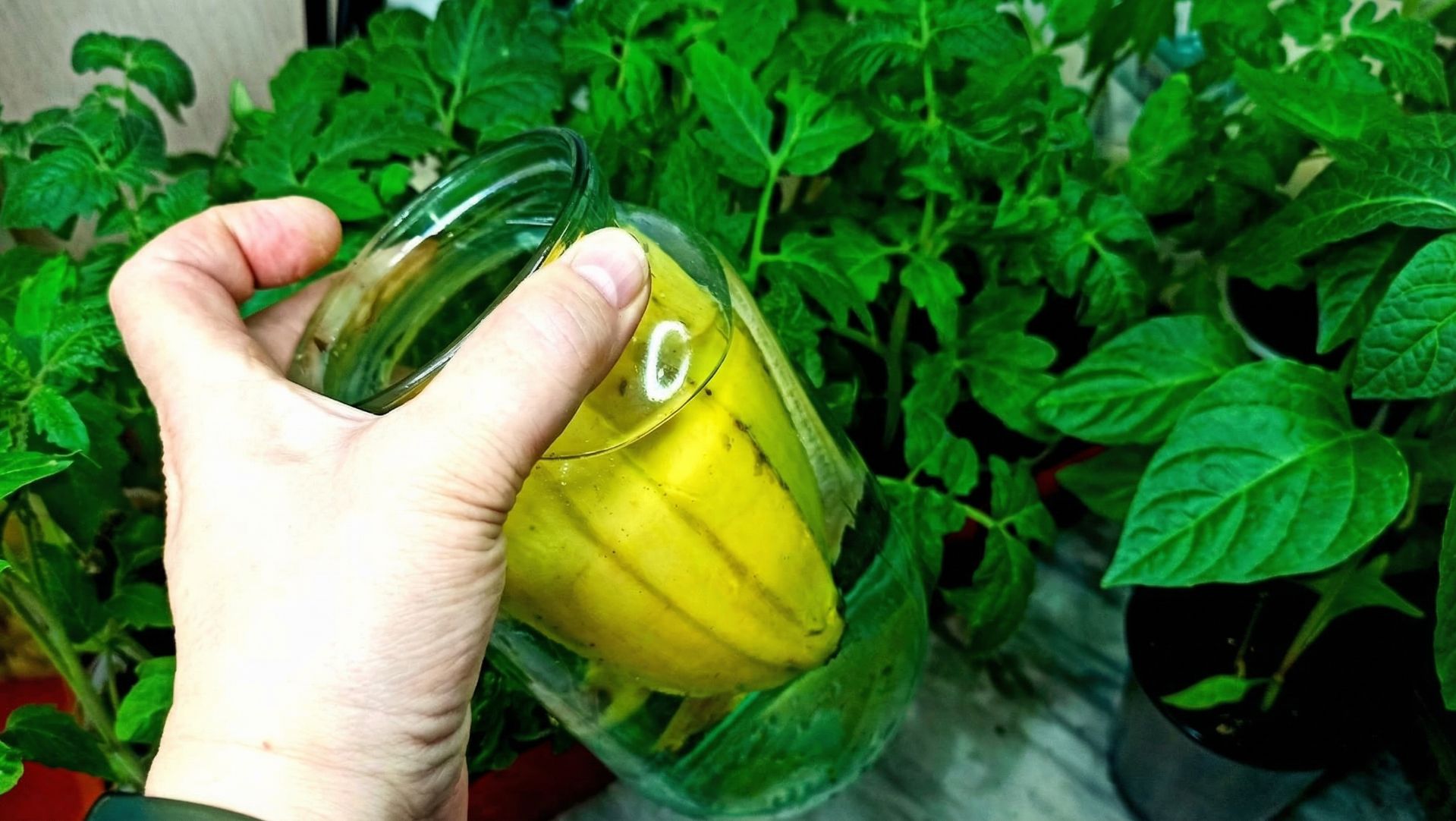 РАССАДА КРЕПКАЯ КАК ДУБ!! ШОКОВАЯ ПОДКОРМКА для РАССАДЫ!