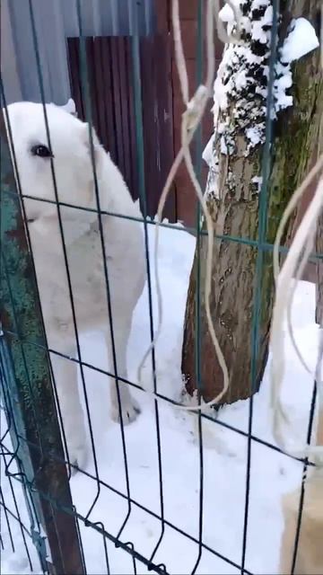 САО Тайлер 🍀 ждёт папу лидера❗Пост в описании 🎥 #dog #алабай #сао  #собака #животные #любовь