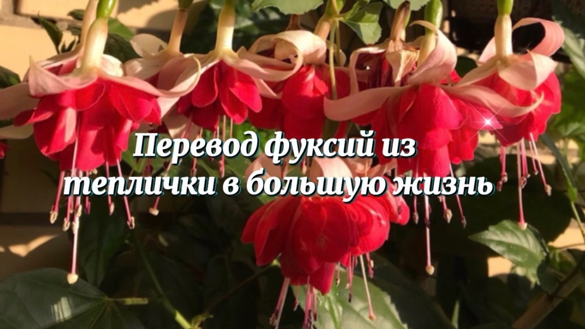 Фуксия и тепличка, плюсы и минусы