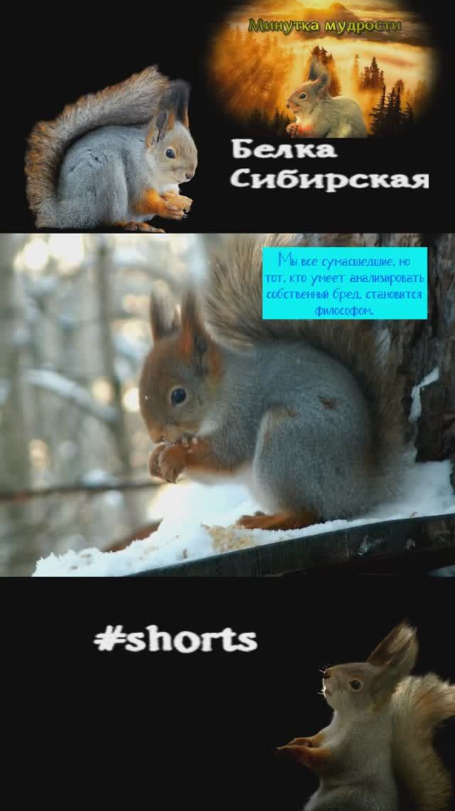 Белка на кормушке утром