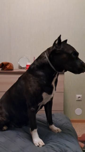 Мы с Ладой пережили 10 лет войны# всегда были вместе#мы выжили# я ее не бросила, лечила, спасала#