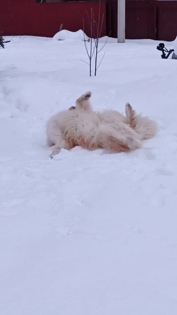 Деревенские будни Ричика и Альфушки 🙀