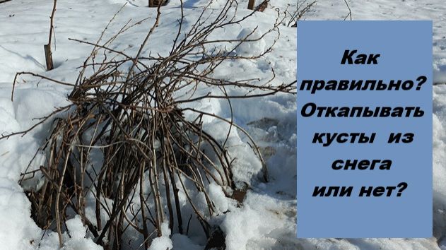 Нужно ли освобождать кусты в саду от снега, или оставить как есть?