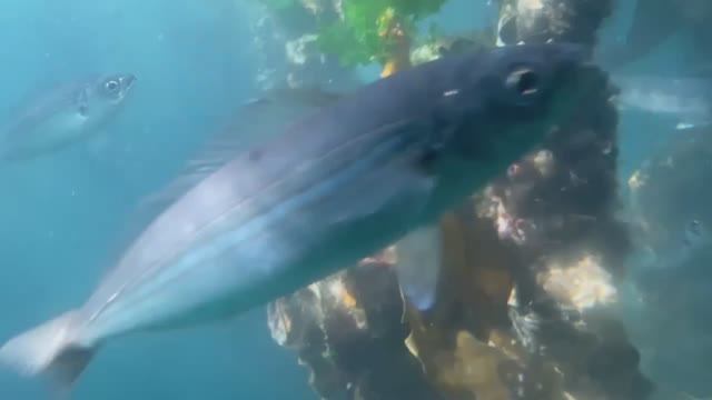 Устричная ферма. Галисия. Испания