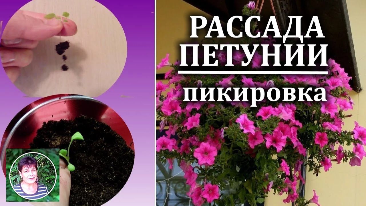 Петуния из семян. Когда и как пикировать сеянцы петунии