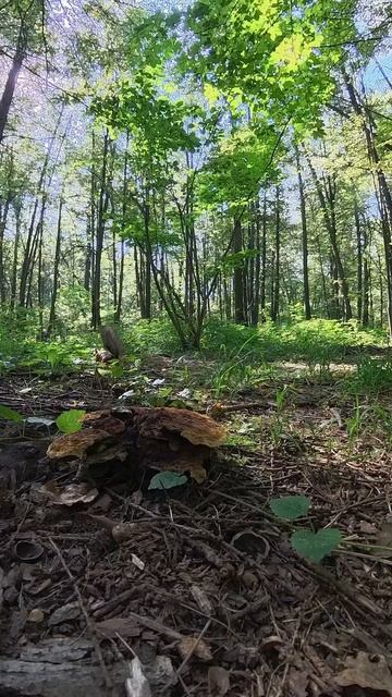 Белка и гриб