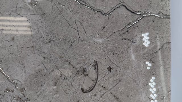 SERATONIA - SS ELEGANCE GREY - КЕРАМОГРАНИТ