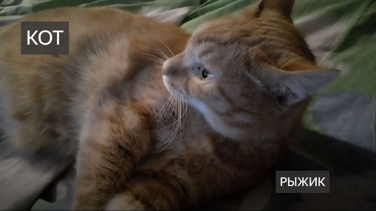 Рыжик. Домашние коты. Домашние кошки. Игры. Любимый кот. Играю с котом и разговариваю. Животные
