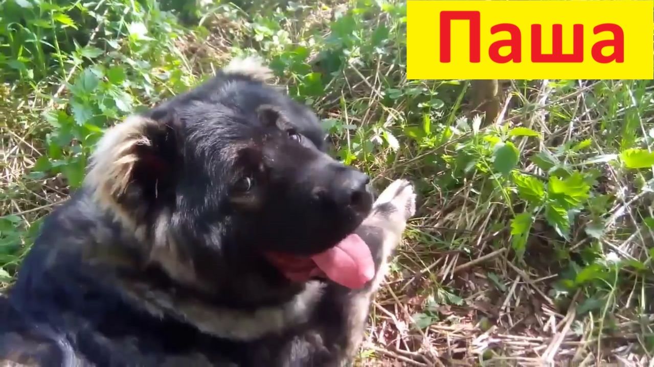 Кавказская овчарка на прогулке с друзьями