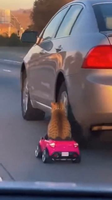 Ничего необычного кот едет на работу