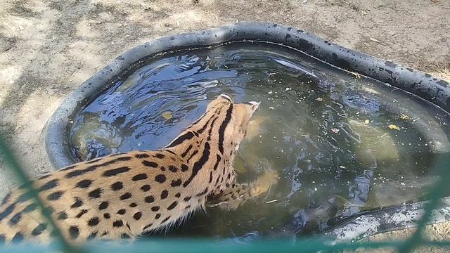 Котик развлекается, август 2025