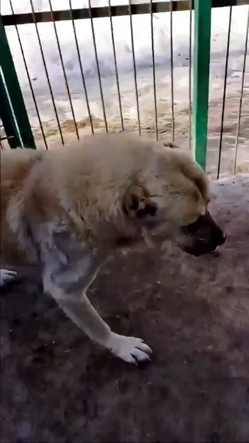 Статный алабай Гектор 🍀 ищет 🏠❗Пост в описании 🎥 #dog #собака #алабай #сао #любовь #счастье