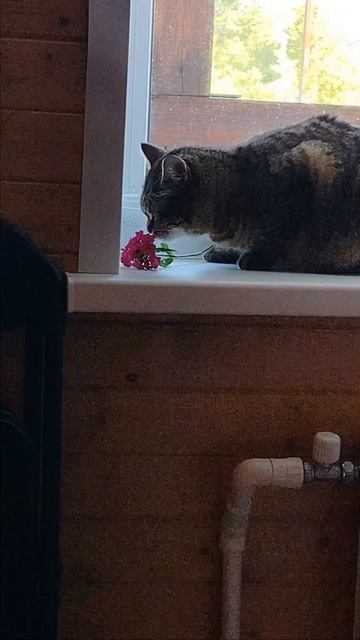 Красные цветы - мои любимые цветы