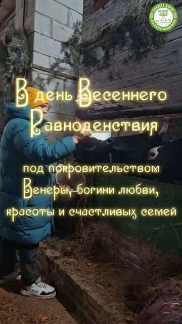 Сегодня 20 марта в 15:00 (мск) будем кормить коров в прямом эфире в день Весеннего равноденствия 🌞