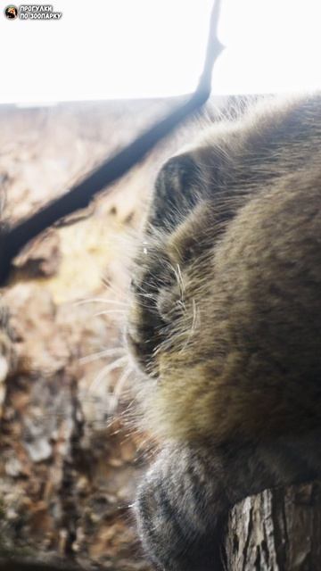 Манул Шу умывается под фонарем. Ленинградский зоопарк