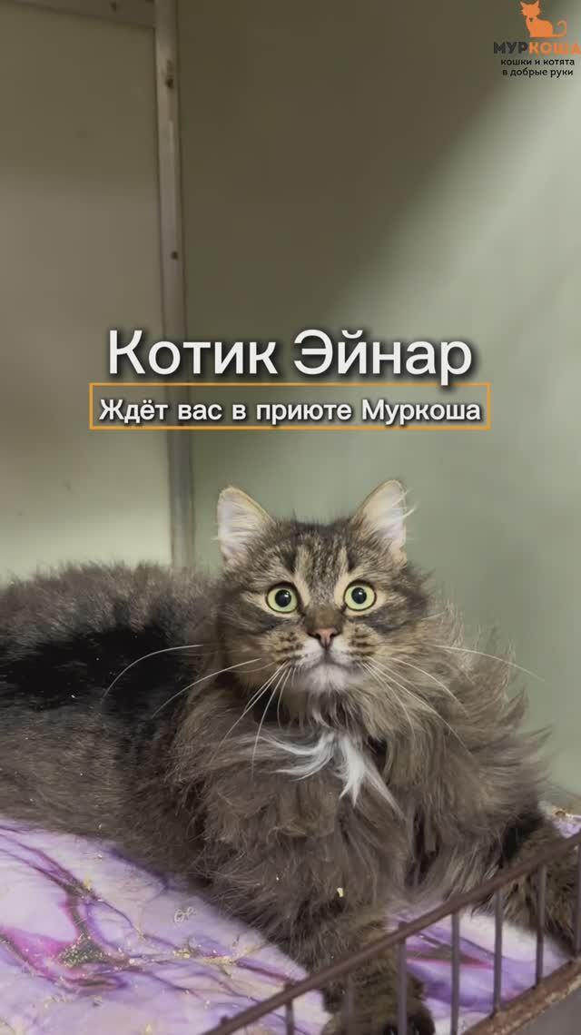 Эйнар ждёт вас в приюте #Муркоша