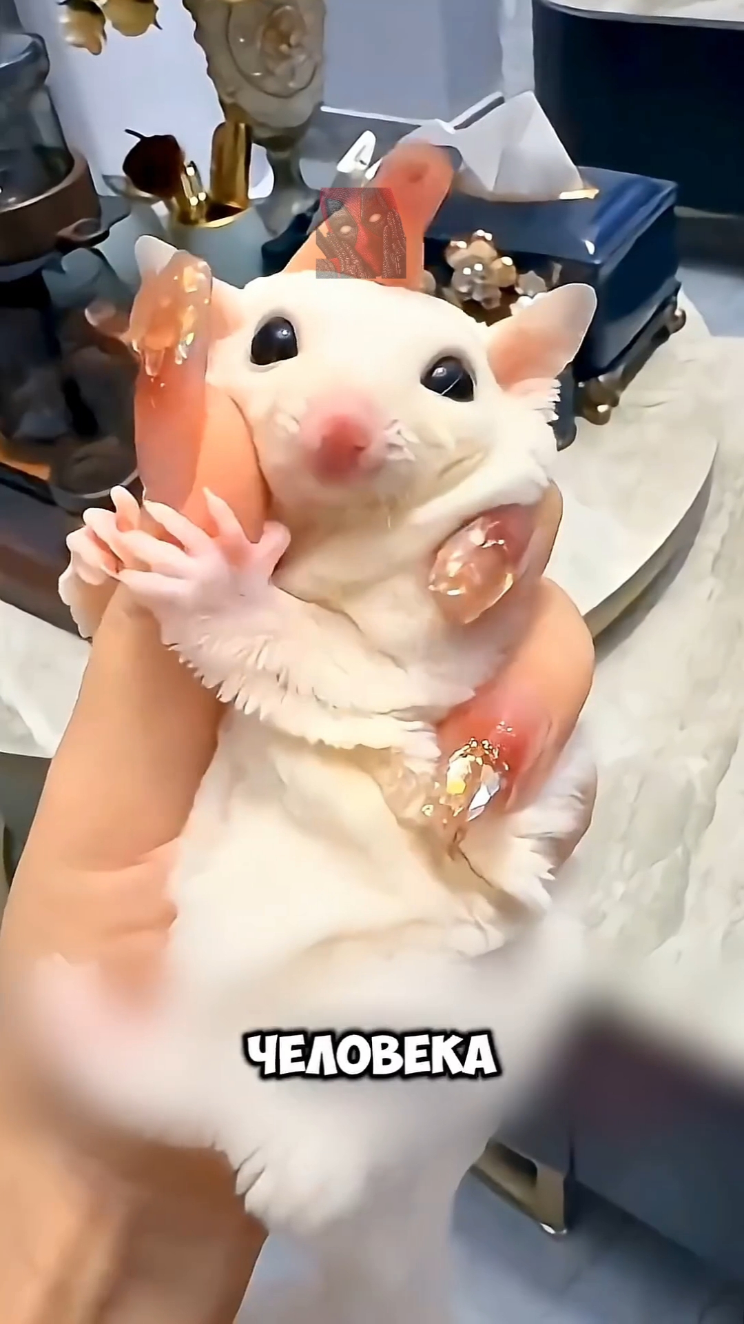 Как на самом деле летает сахарный летяга 🪽🥰🫶😼