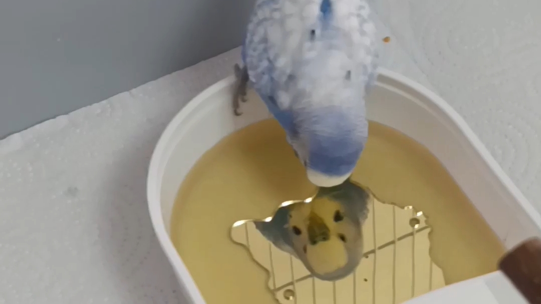 Мы с друзьями ходим в баню 🤗 #shorts #попугайкупается #попугай