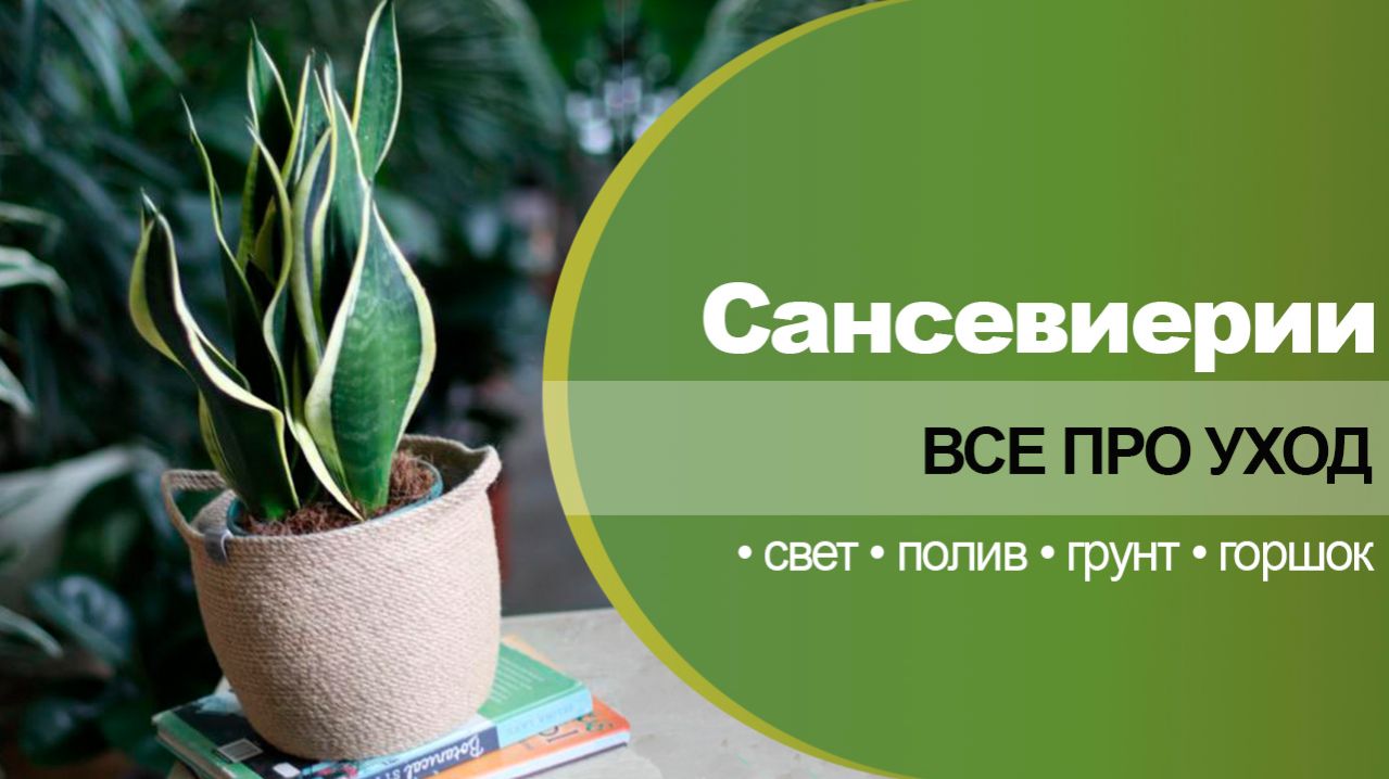 Сансевиерия — полный уход в домашних условиях | Свет, полив, грунт, горшок
