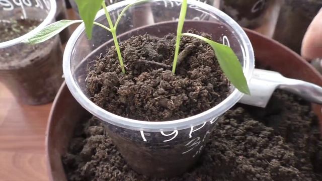Рассада перцев 20 марта