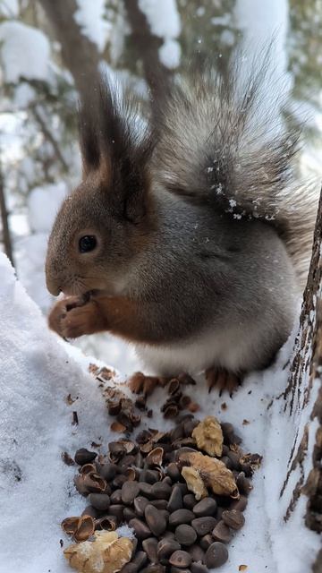 Две белки грызут орехи у развилки