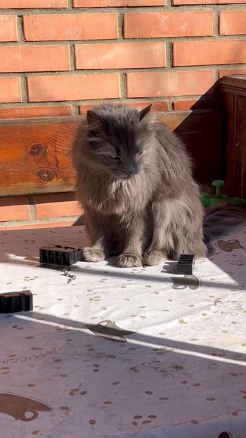 Весна - надо скорее причесаться…