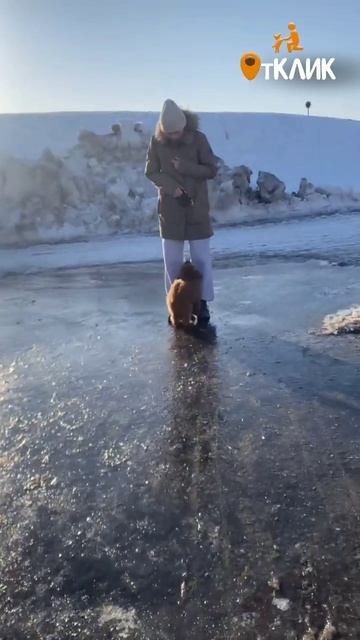 Гулять без поводка?