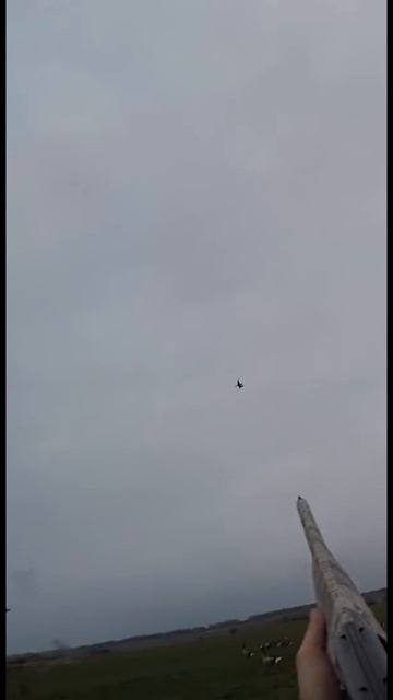 Гусь весенняя охота