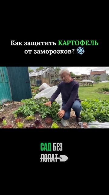 Как защитить КАРТОФЕЛЬ от заморозков?