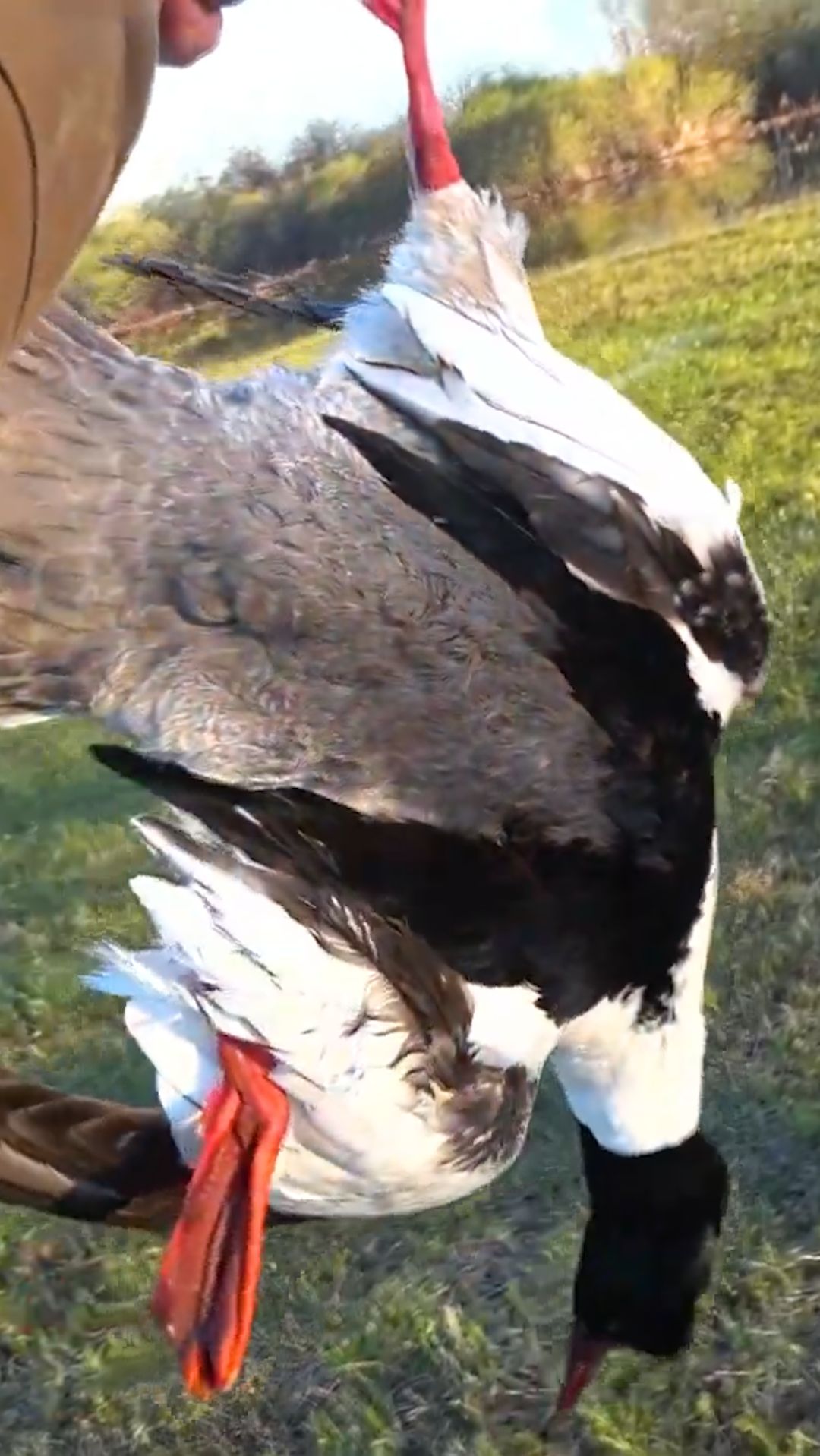 Охота на селезня с подсадными утками