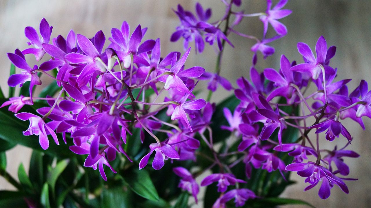 Дендробиум Берри Ода, уход и размножение.