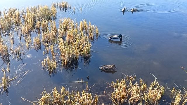 Весна в Изваре