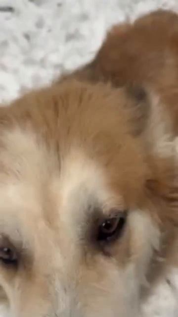 ⚡САО Эмме 🌸 необходим экорал 🙏💯🙏💊🦮🙏❗Пост в описании 🎥 #dog #алабай #собака #сао #любовь