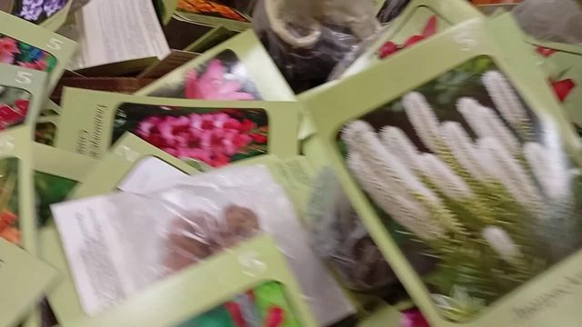 В Светофоре была большая выкладка посадочного материала цветов