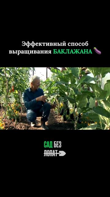 БАКЛАЖАН: эффективный способ выращивания на компостной грядке #огород #садоводство #садбезлопат