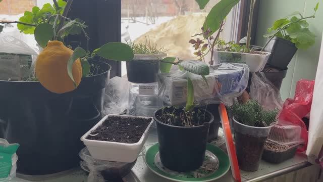 Как укореняются растения на подоконнике