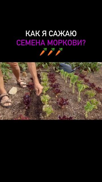 Как я сажаю семена моркови?