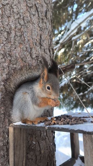 Белки грызут орешки