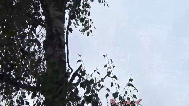 Битва. Мир Животных.