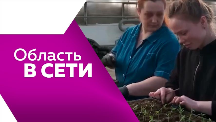 Область в сети № 339