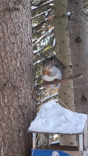Две белки точат фундук