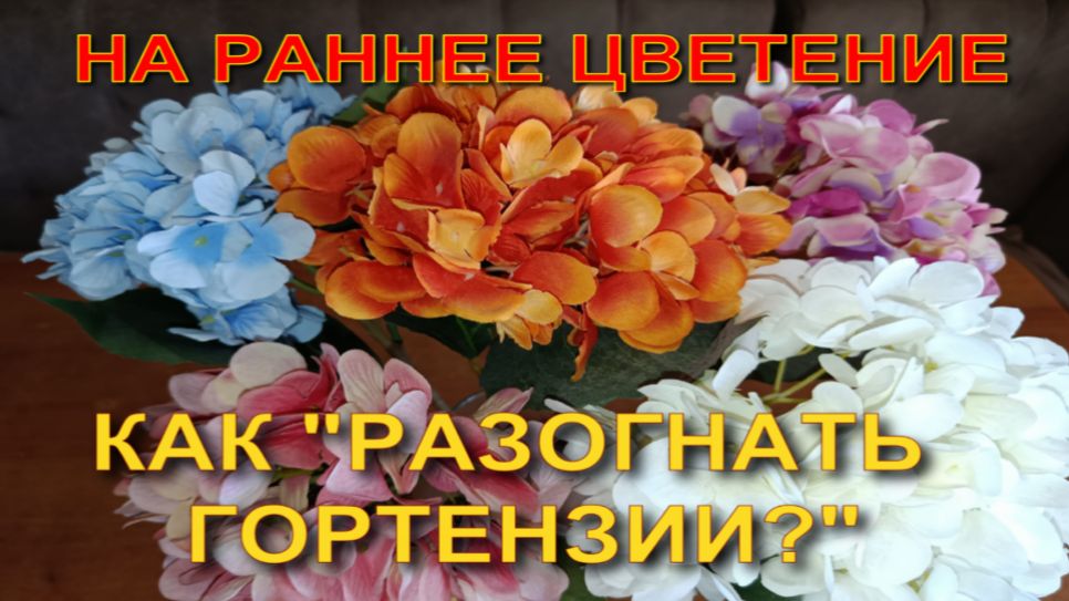 РАЗГОНЯЕМ ГОРТЕНЗИИ НА РАННЕЕ ЦВЕТЕНИЕ.