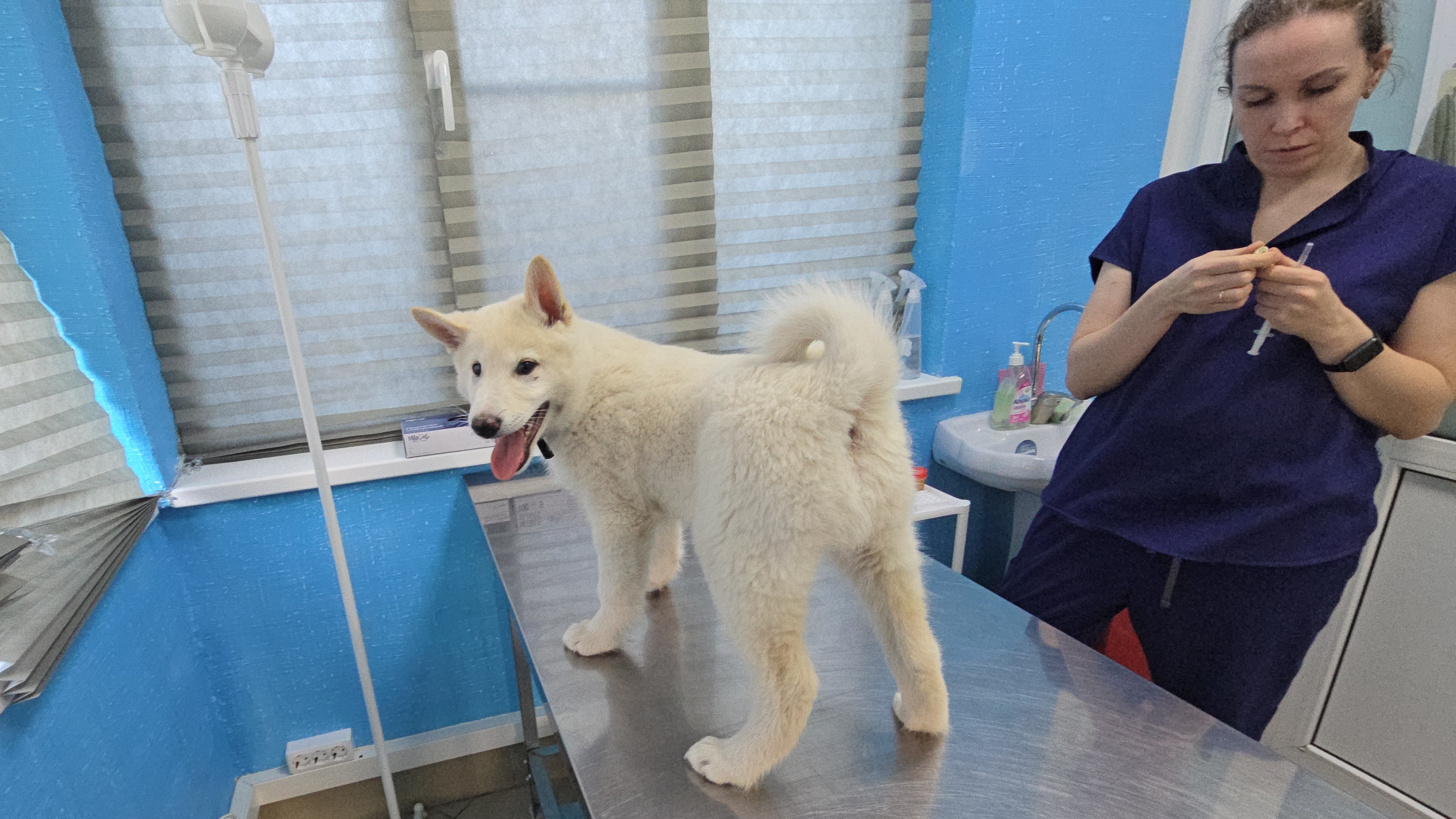 Вакцинация лаек и щенка