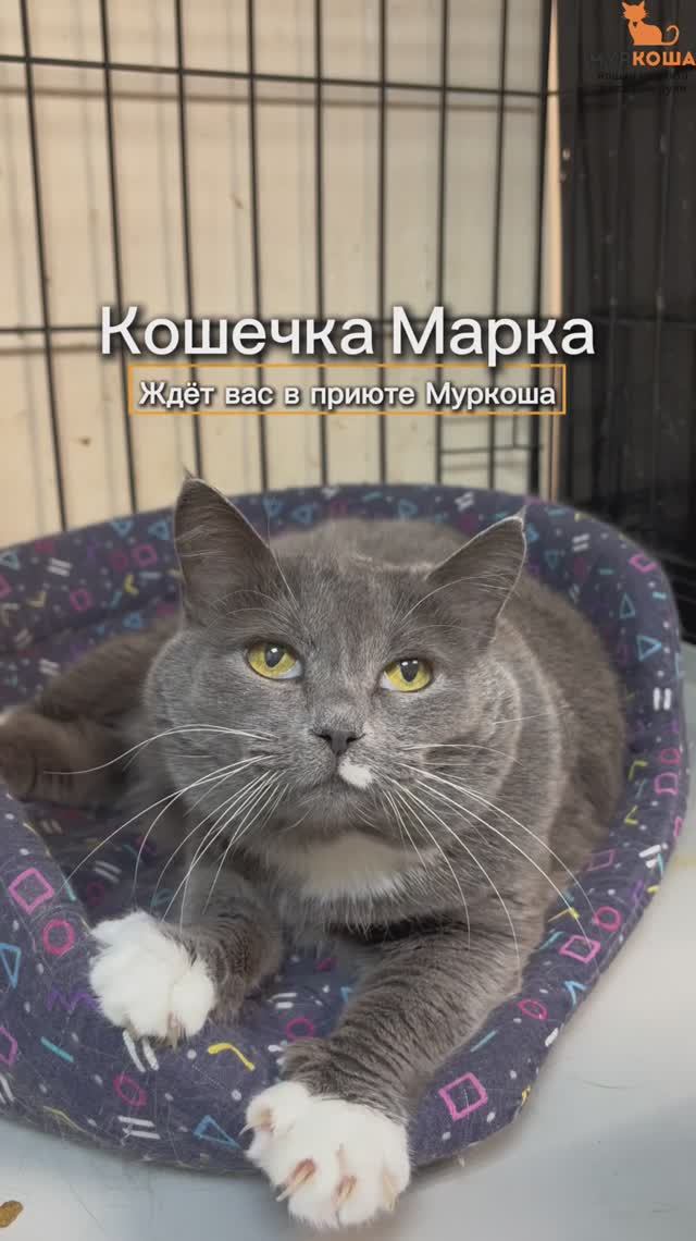 Марка ждёт вас в приюте #Муркоша