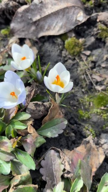 ДНР. Харцызсу. Цветы у дома. И цветы видно,и птичек слышно нынче 19.03.2026 Эпизод 1