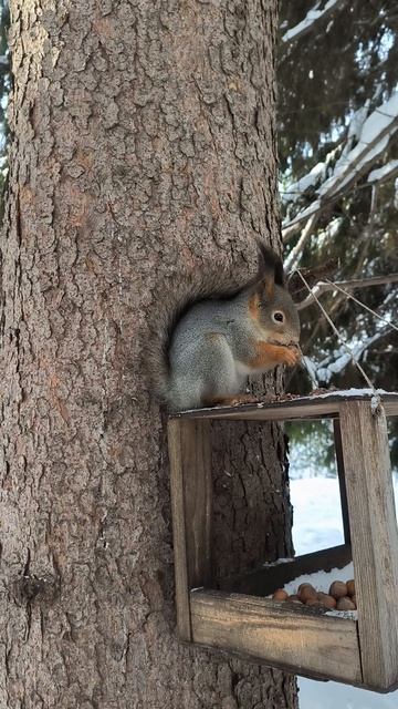 Белки в двухэтажной кормушке