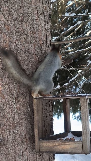 Парочка белок забрали орехи из кормушки