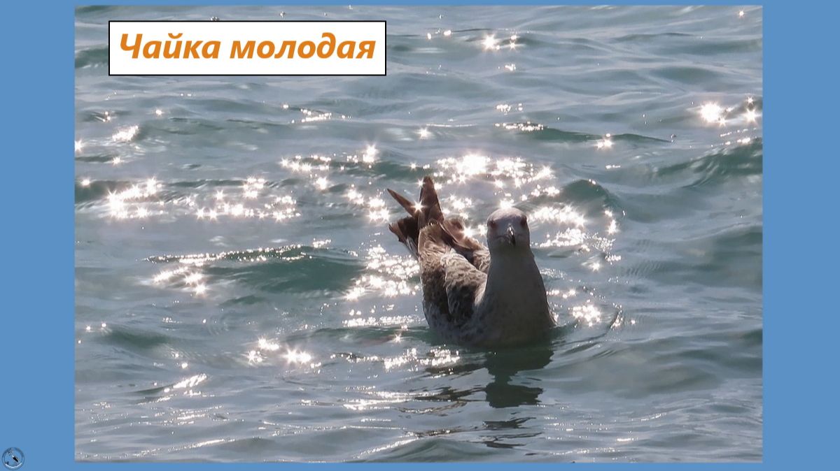 Средиземноморская чайка на волнах и в полёте. Чайка ловит и ест добычу. Фиолент. 15.03.26mp4