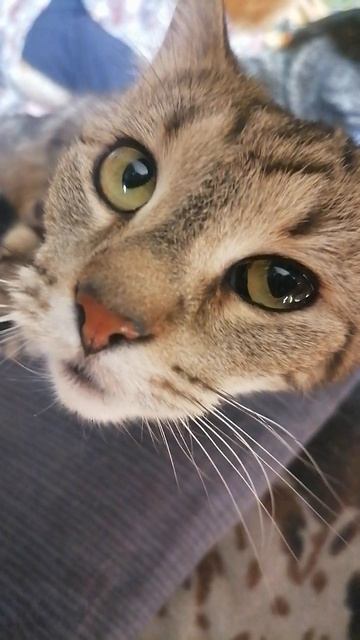 Koshka_Musya_i_Kot_Masik__20260320